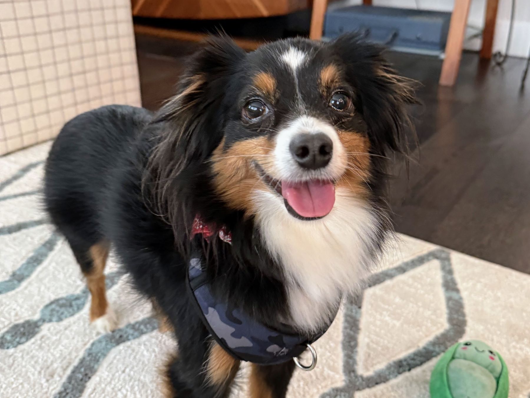 Adopting Your First Dog: What to Expect and How to Prepare
