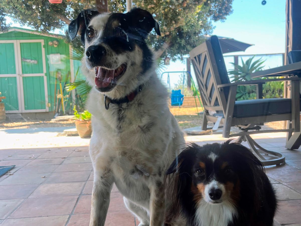 Anaphylactic Reaction in Dogs: Signs and What to Do